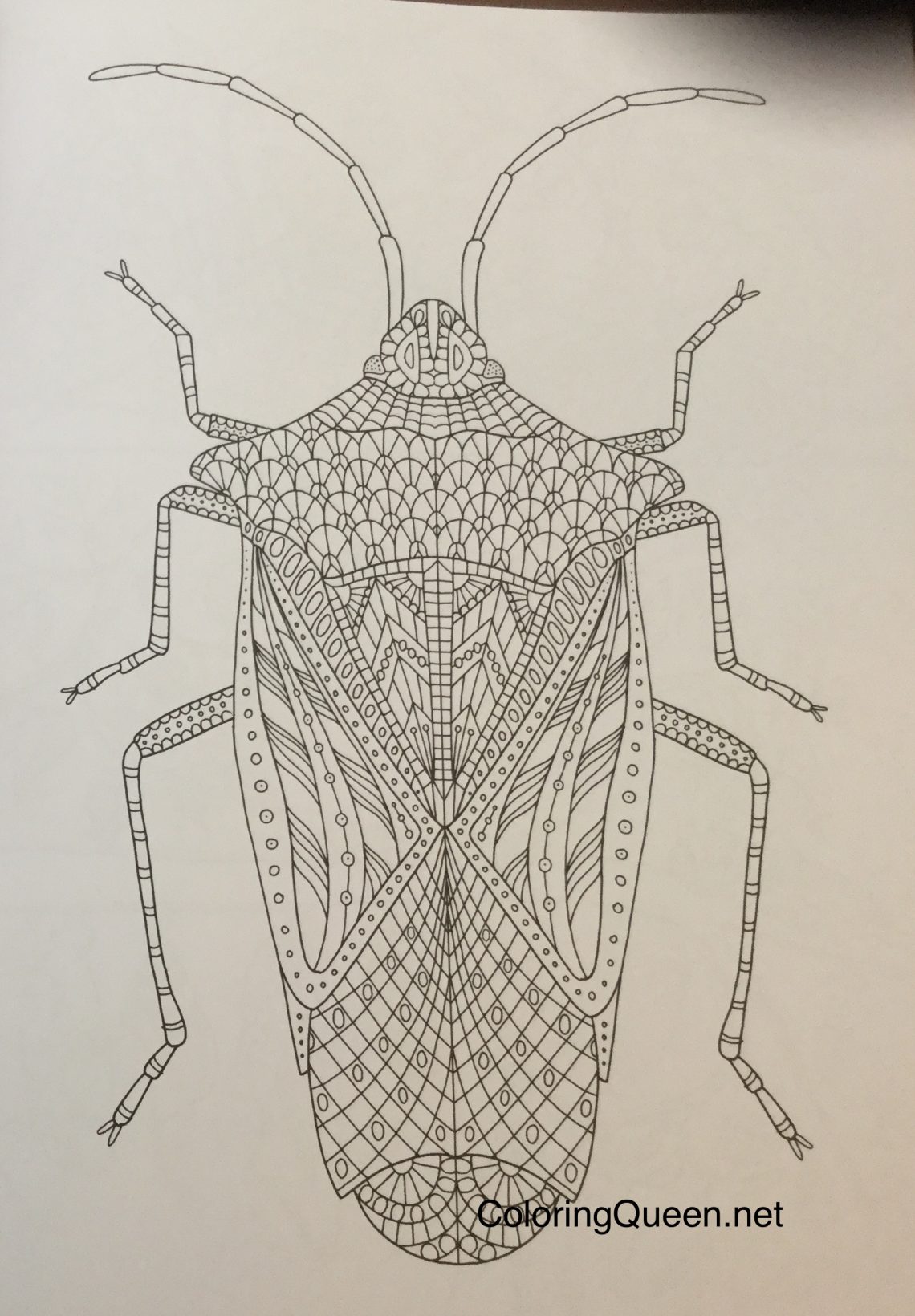 Wonderful Insects Coloring Book - Coloring Queen