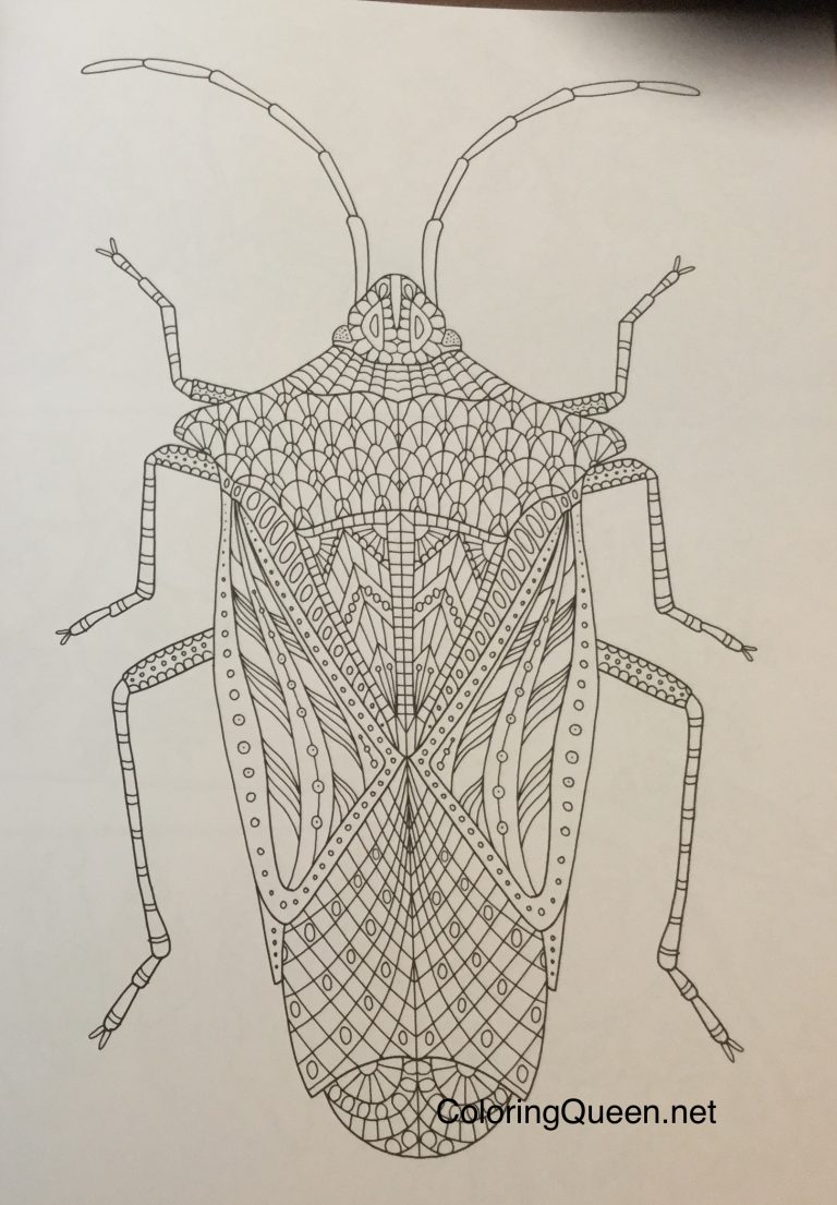 Wonderful Insects Coloring Book - Coloring Queen