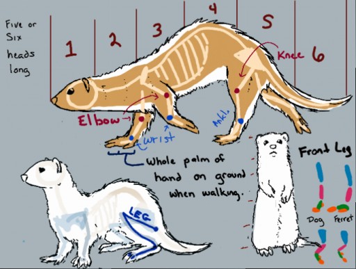 Colors Live - Ferret body by Cyllya