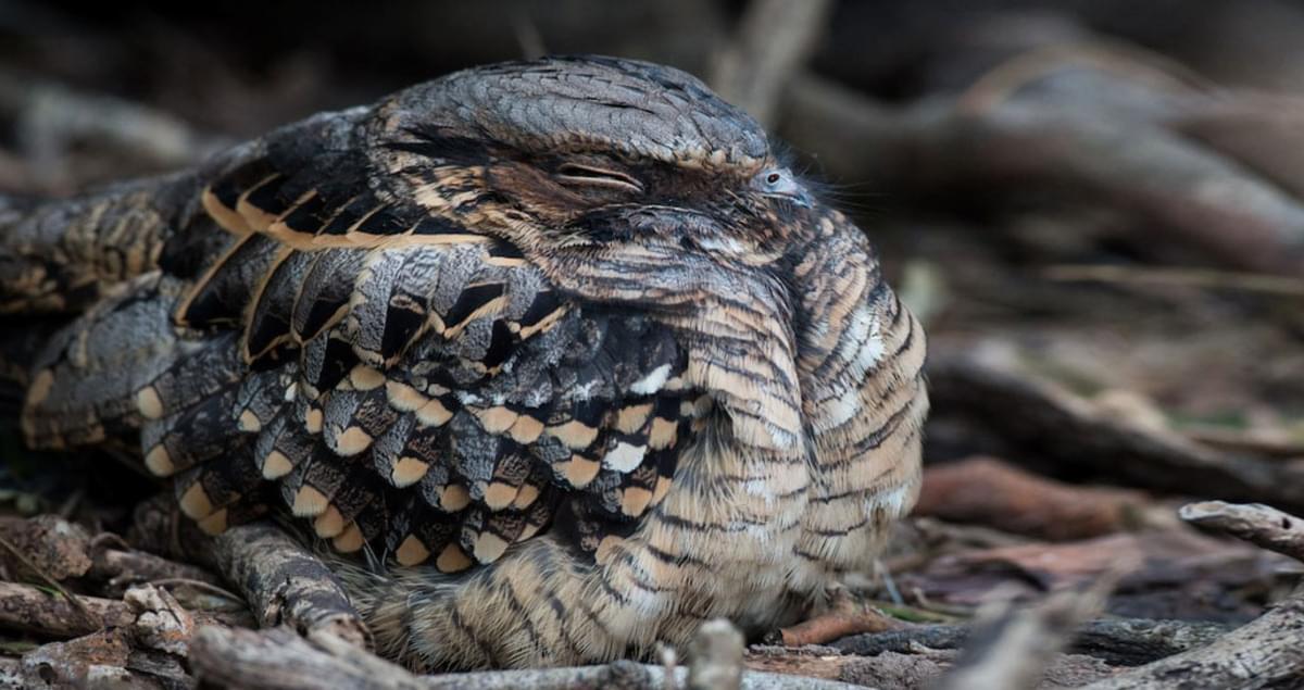 Common Pauraque Overview, All About Birds, Cornell Lab of Ornithology