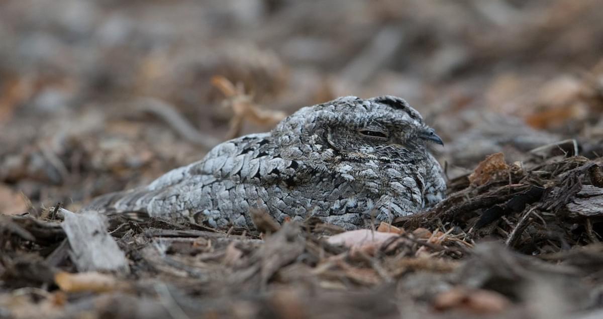 Common Poorwill Overview, All About Birds, Cornell Lab of Ornithology
