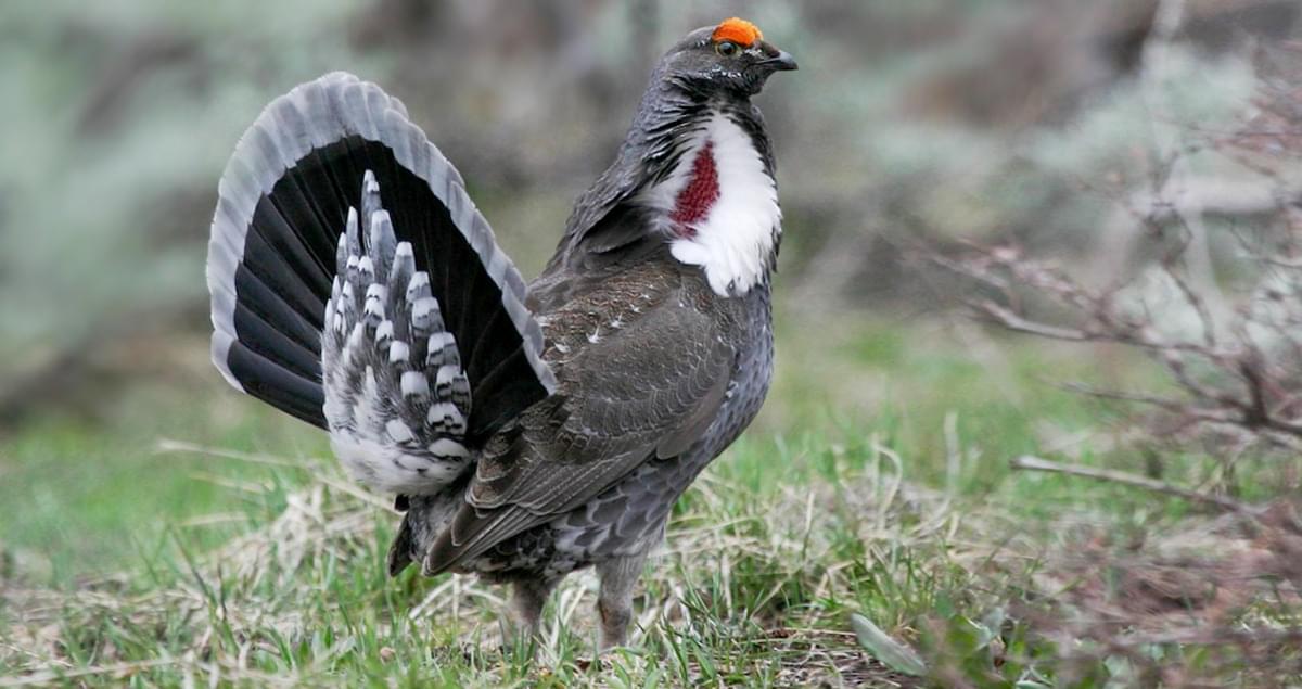 Dusky Grouse Identification, All About Birds, Cornell Lab of Ornithology