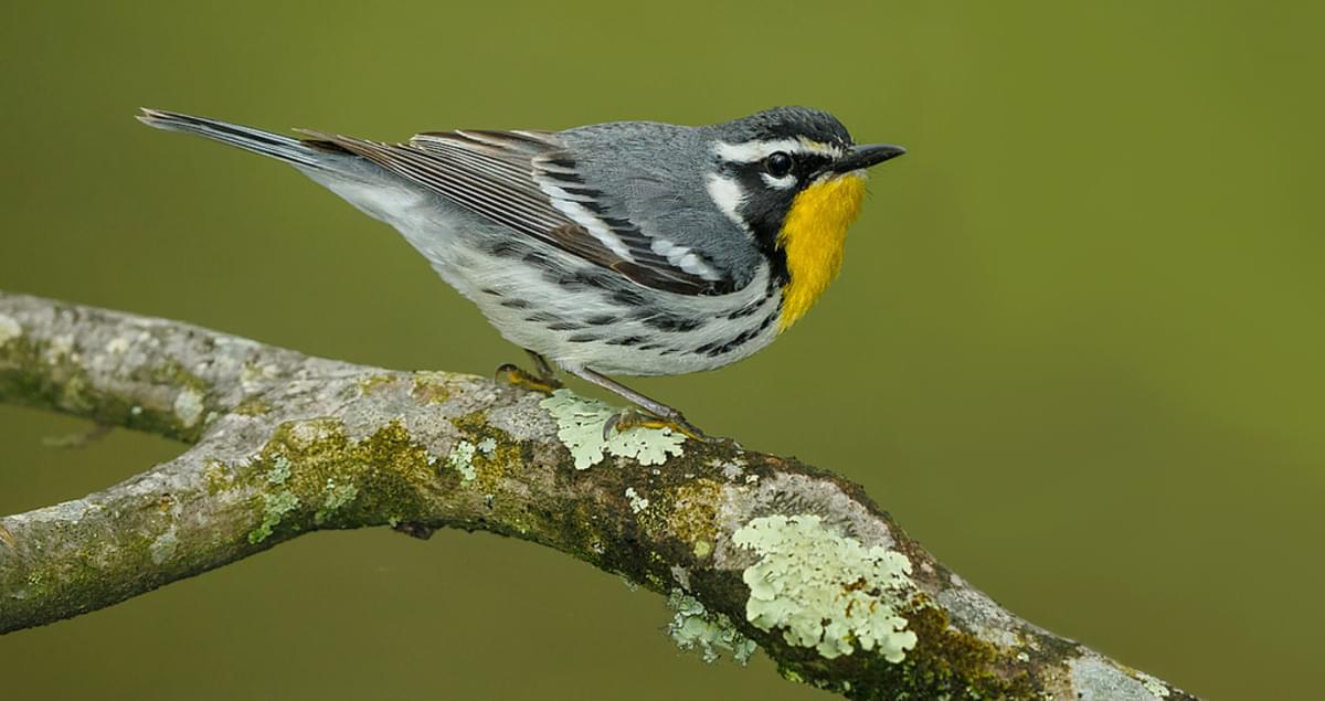 Yellow-throated Warbler Life History, All About Birds, Cornell Lab of ...