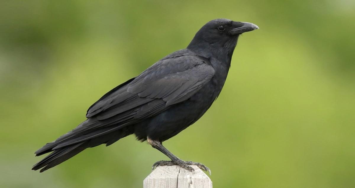 Fish Crow Identification, All About Birds, Cornell Lab of Ornithology