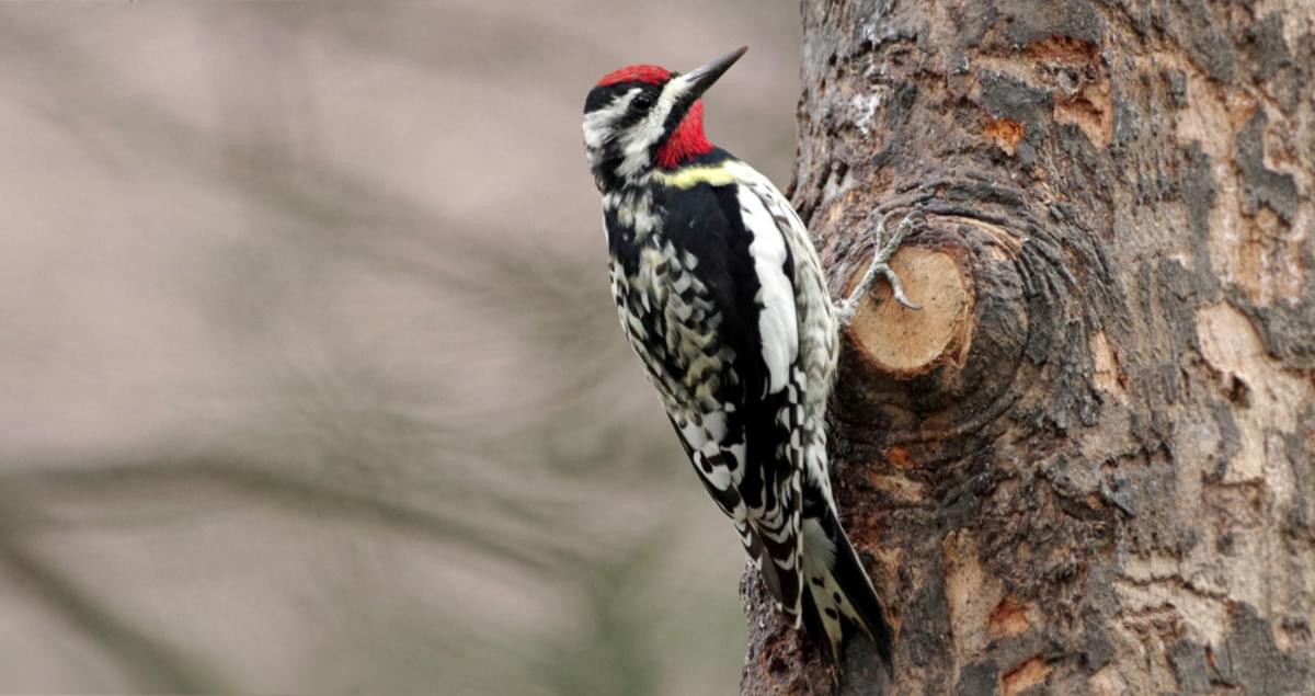 Yellow-bellied Sapsucker Identification, All About Birds, Cornell Lab ...