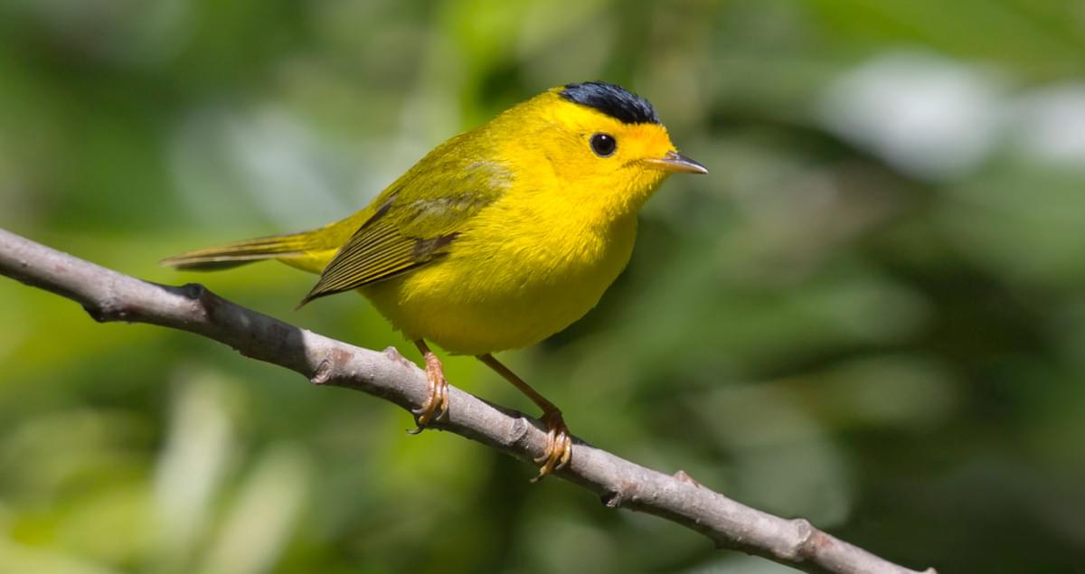 Wilson's Warbler Identification, All About Birds, Cornell Lab of ...