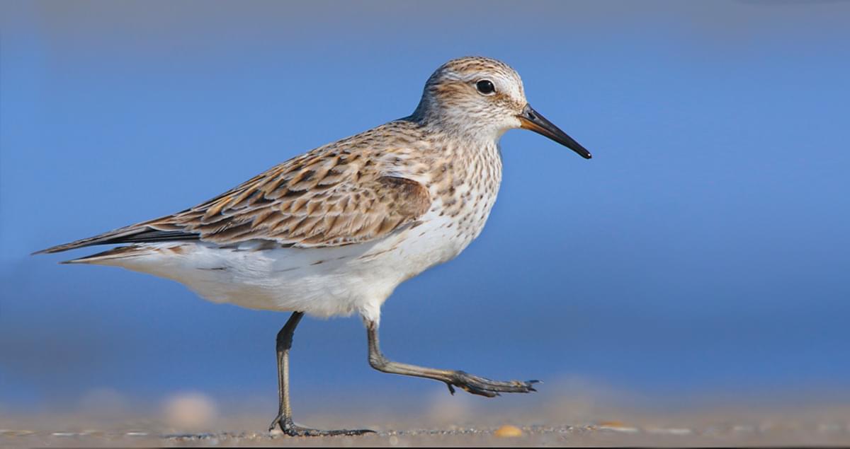 White-rumped Sandpiper Similar Species Comparison, All About Birds ...