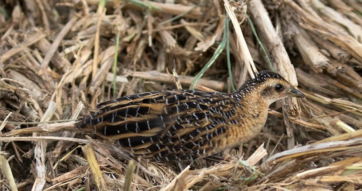 Yellow Rail Identification, All About Birds, Cornell Lab of Ornithology