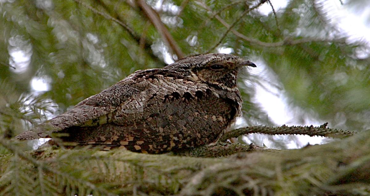 Eastern Whip-poor-will Identification, All About Birds, Cornell Lab of ...