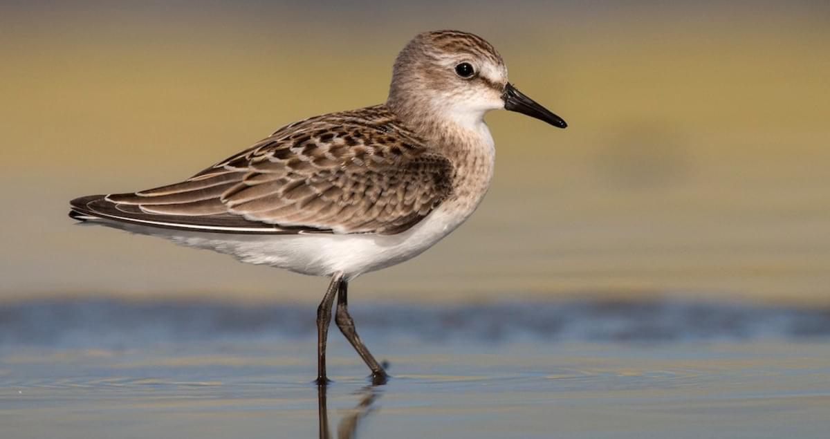Semipalmated Sandpiper Identification, All About Birds, Cornell Lab of ...