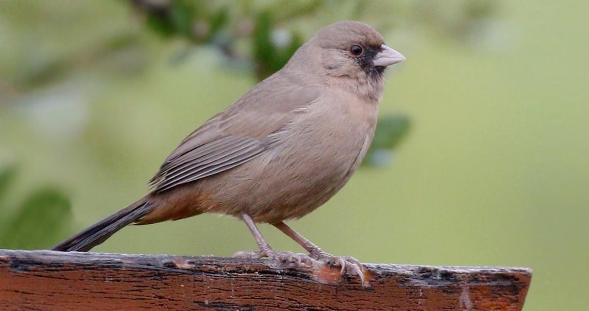 Abert's Towhee Identification, All About Birds, Cornell Lab of Ornithology