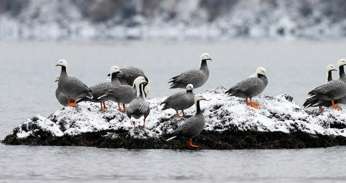 Emperor Goose Overview, All About Birds, Cornell Lab of Ornithology