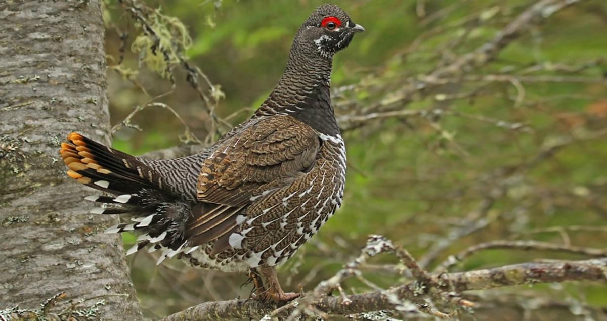 Spruce Grouse Identification, All About Birds, Cornell Lab of Ornithology