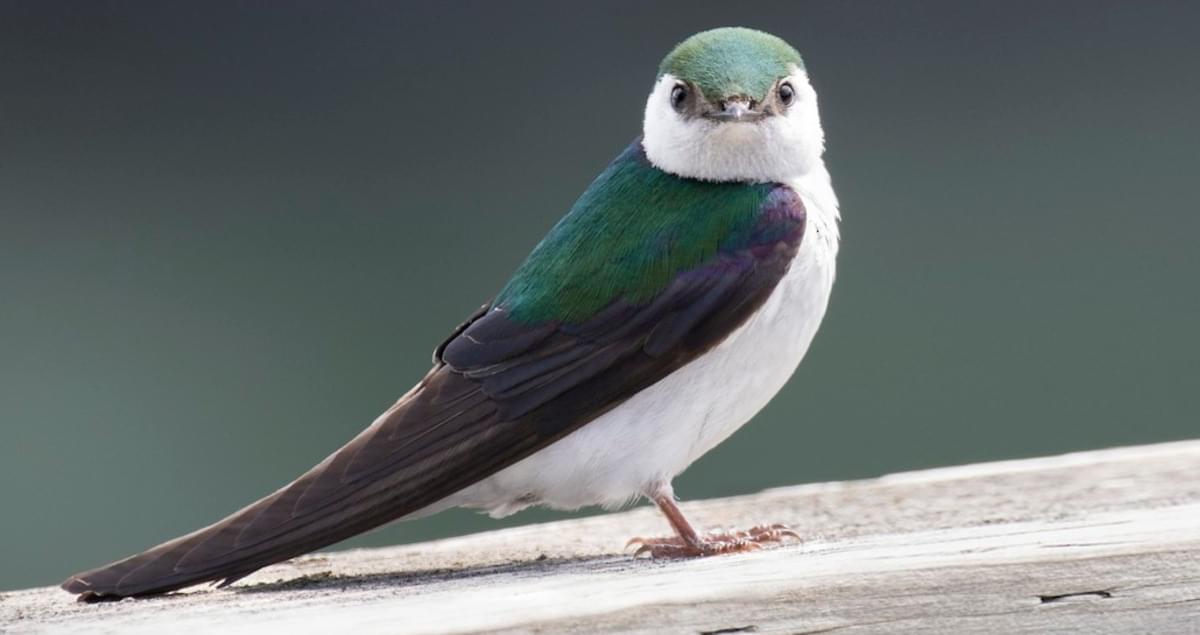 Violet-green Swallow Overview, All About Birds, Cornell Lab of Ornithology