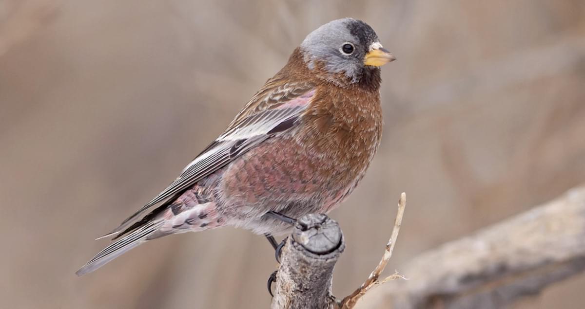 Gray-crowned Rosy-Finch Identification, All About Birds, Cornell Lab of ...
