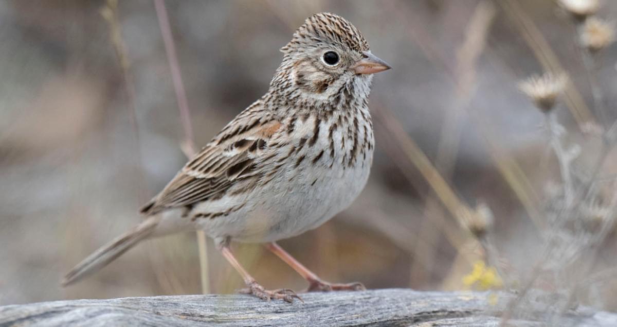 Vesper Sparrow Life History, All About Birds, Cornell Lab of Ornithology