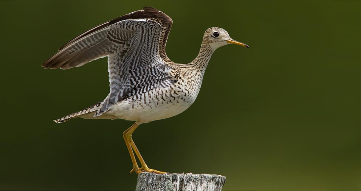 Upland Sandpiper Identification, All About Birds, Cornell Lab of ...