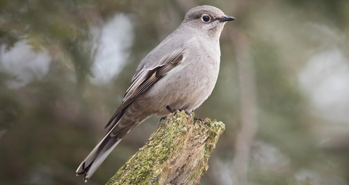 Townsend's Solitaire Identification, All About Birds, Cornell Lab of ...