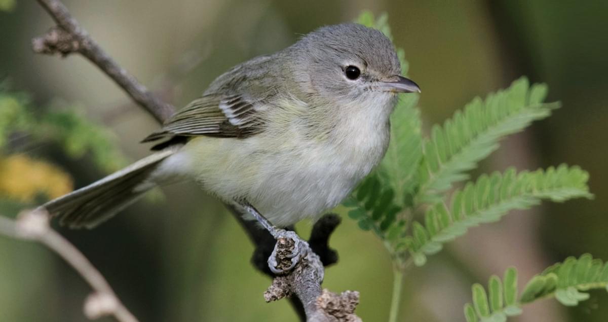 Bell's Vireo Life History, All About Birds, Cornell Lab of Ornithology