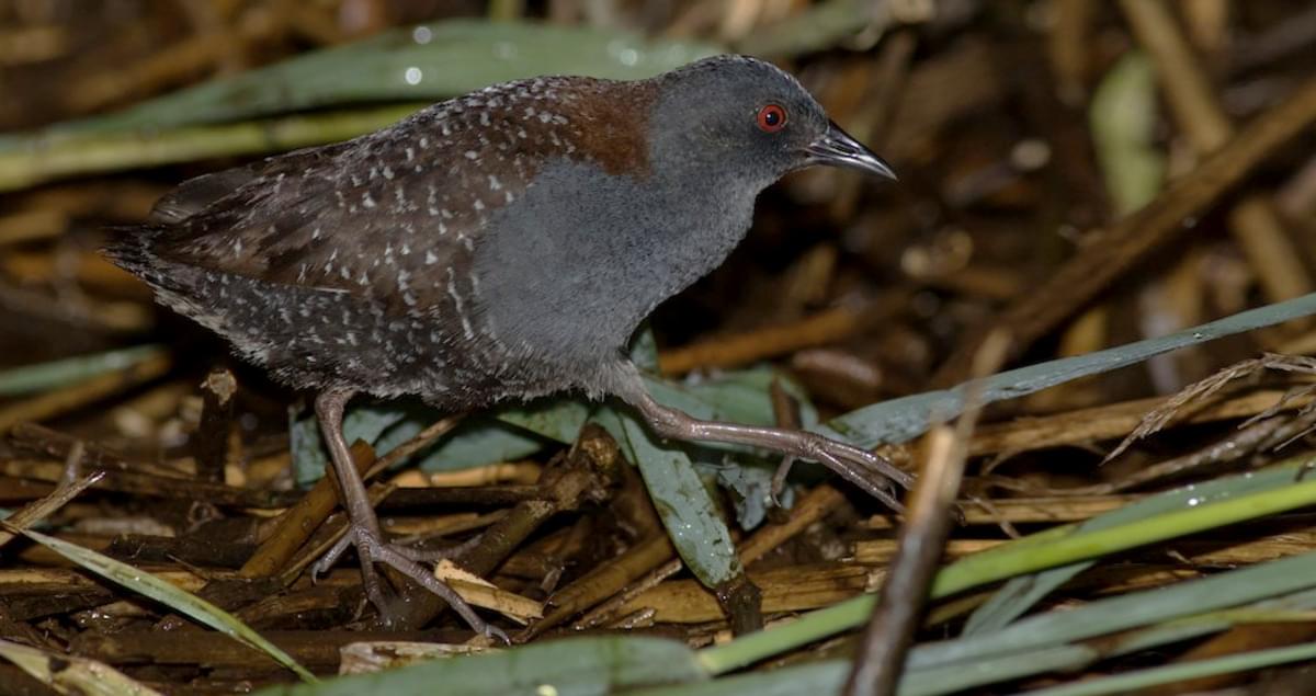 Black Rail Identification, All About Birds, Cornell Lab of Ornithology