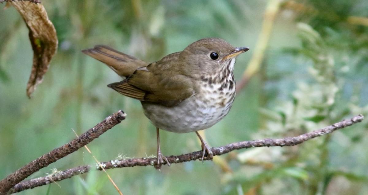 Bicknell's Thrush Similar Species Comparison, All About Birds, Cornell Lab of Ornithology