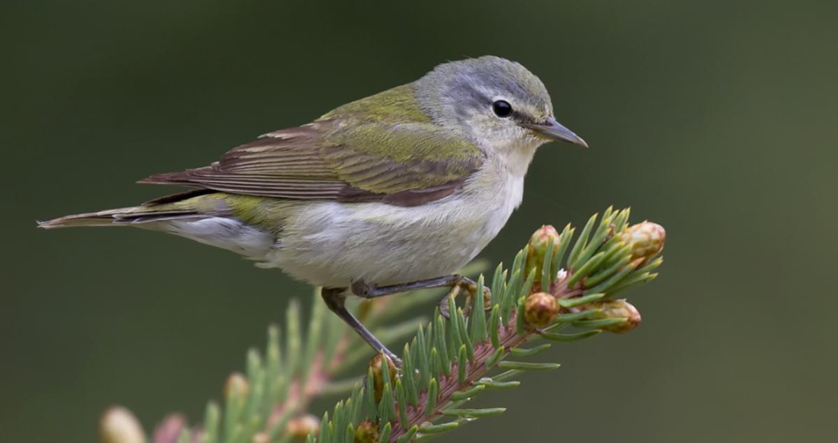 Tennessee Warbler Identification, All About Birds, Cornell Lab of ...
