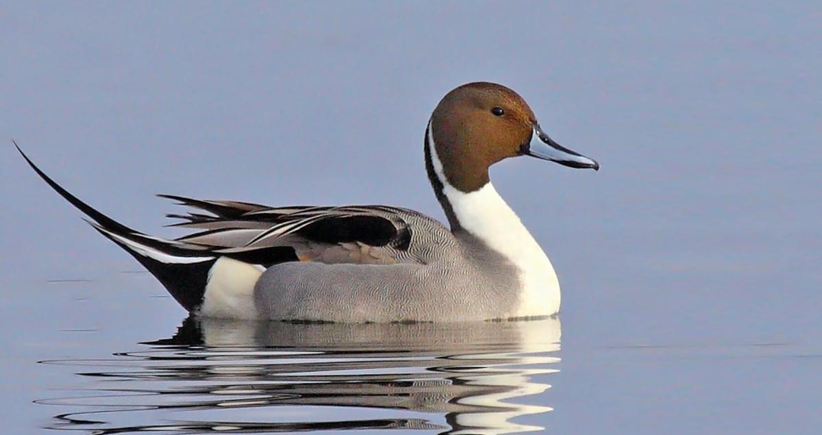 Northern Pintail Overview, All About Birds, Cornell Lab of Ornithology