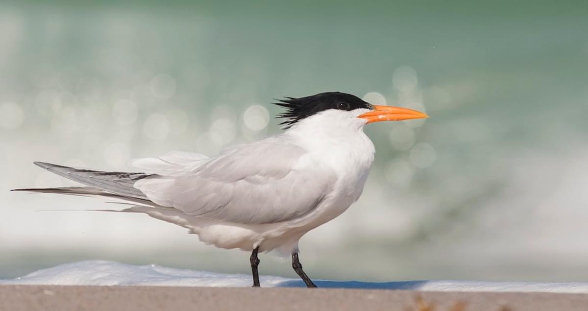 Royal Tern Overview, All About Birds, Cornell Lab of Ornithology