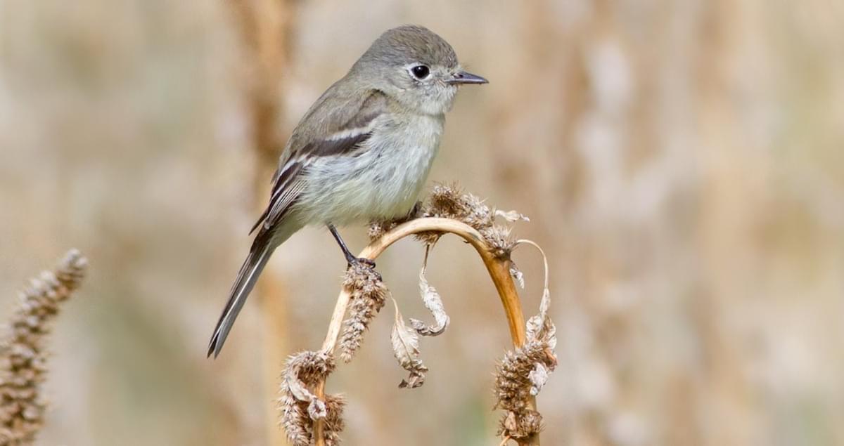 Dusky Flycatcher Overview, All About Birds, Cornell Lab of Ornithology