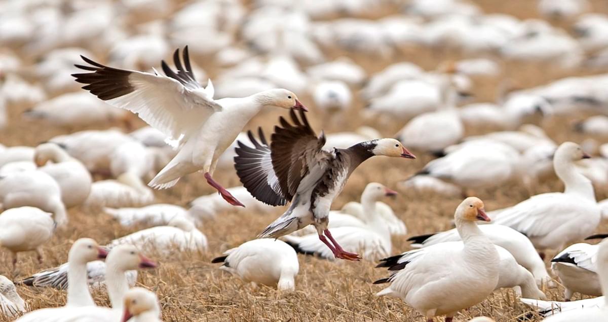 Snow Goose Range Map, All About Birds, Cornell Lab of Ornithology