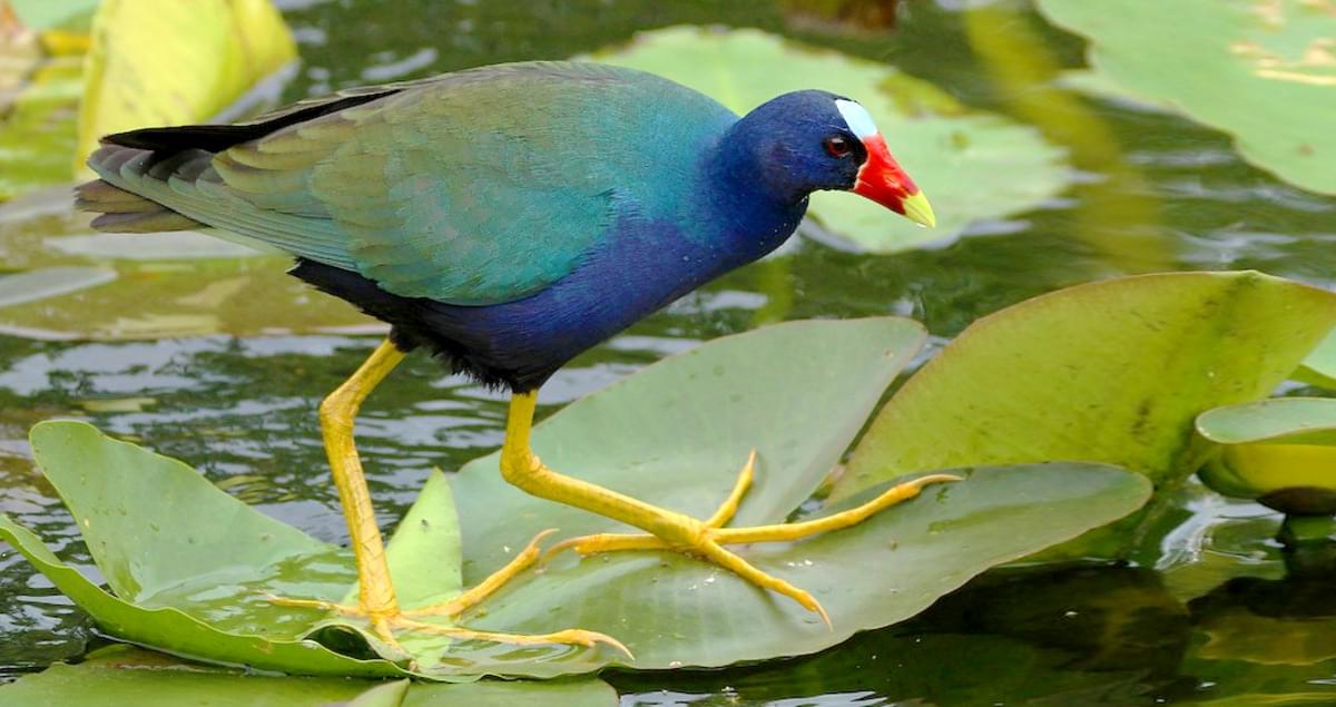 Purple Gallinule Identification, All About Birds, Cornell Lab of ...