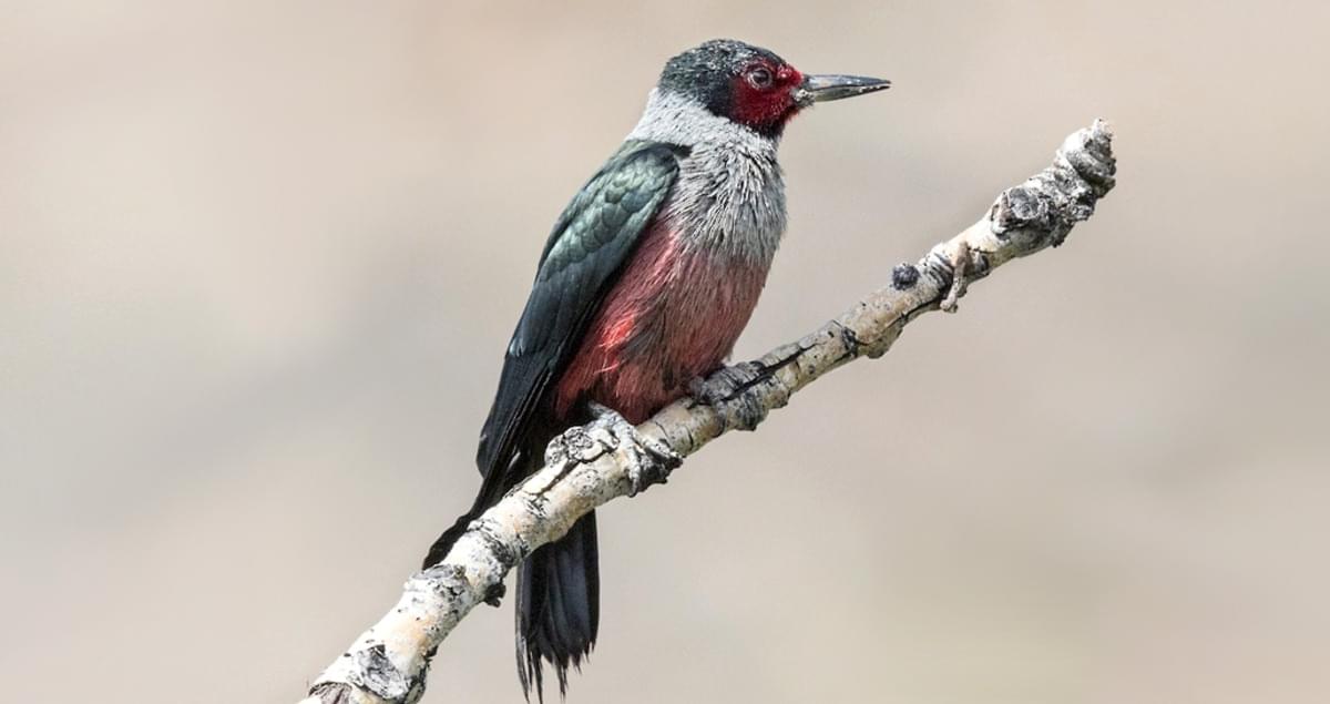 Lewis's Woodpecker Identification, All About Birds, Cornell Lab of ...