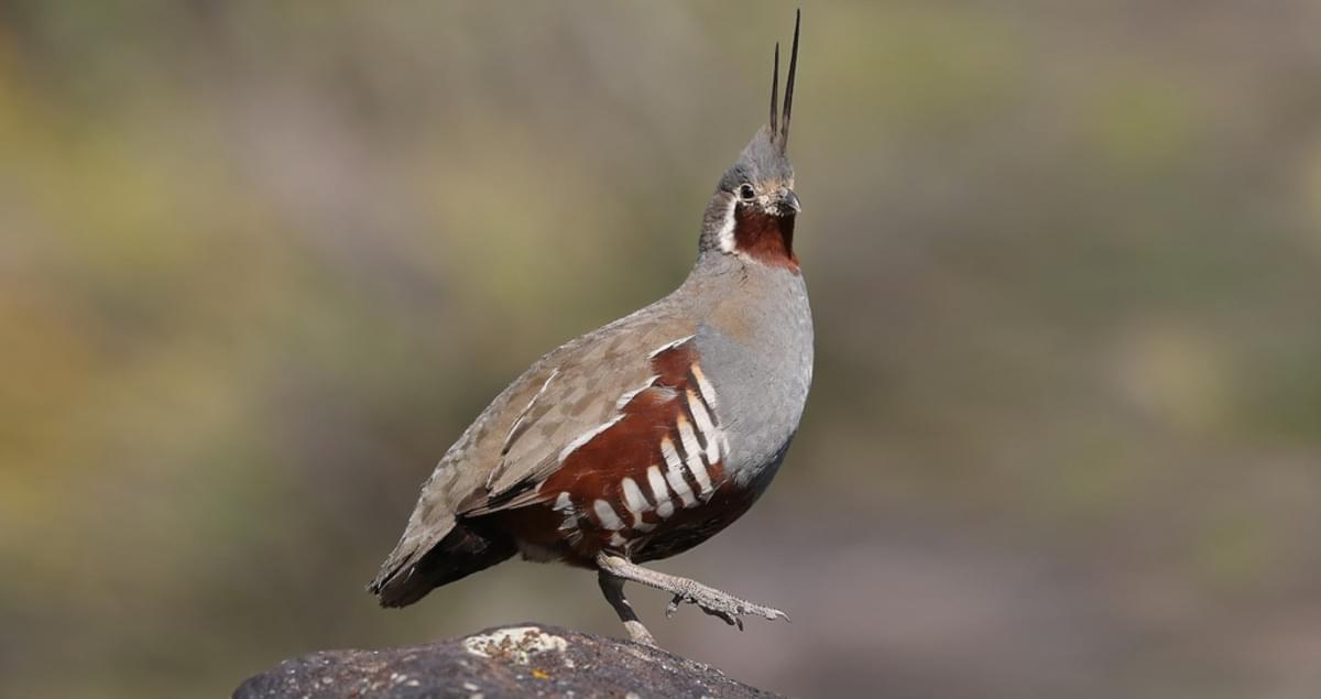 Mountain Quail Overview, All About Birds, Cornell Lab of Ornithology