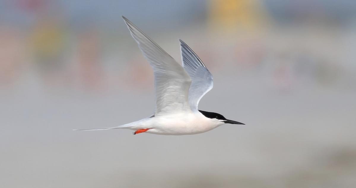 Roseate Tern Identification, All About Birds, Cornell Lab of Ornithology