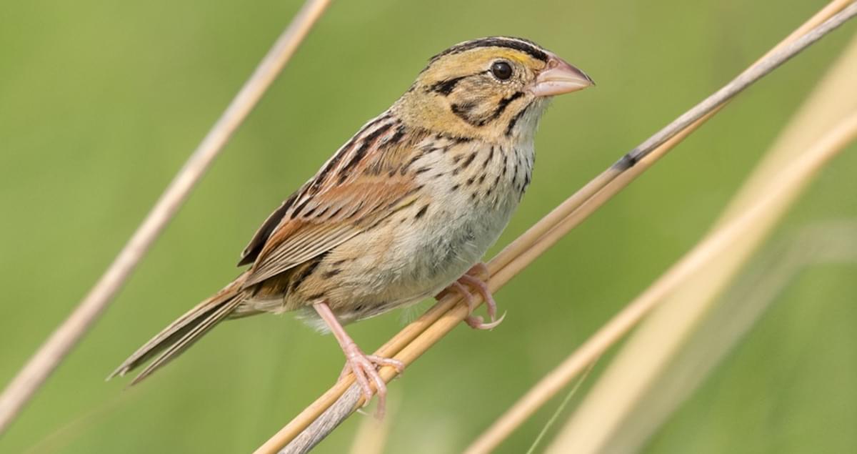 Henslow's Sparrow Life History, All About Birds, Cornell Lab of Ornithology
