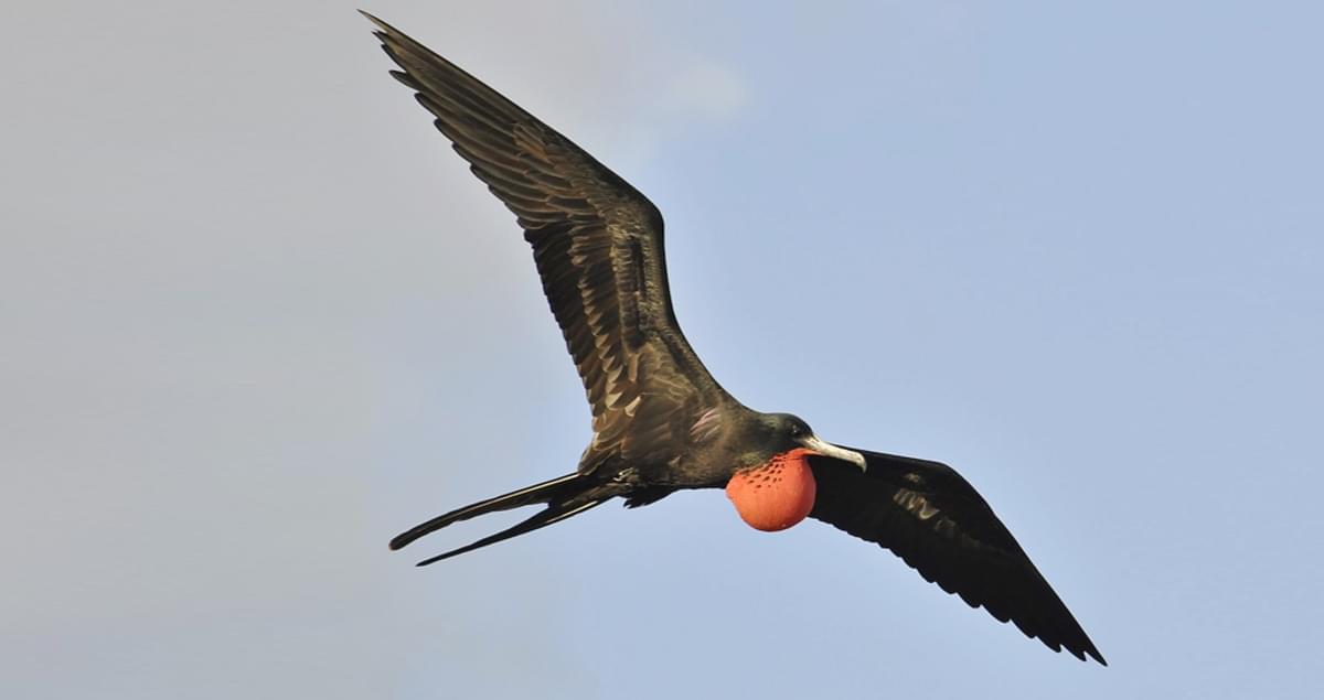 Magnificent Frigatebird Life History, All About Birds, Cornell Lab of ...