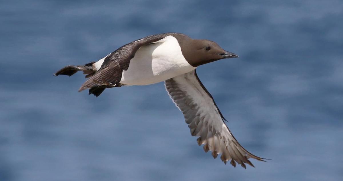 Common Murre Identification, All About Birds, Cornell Lab of Ornithology