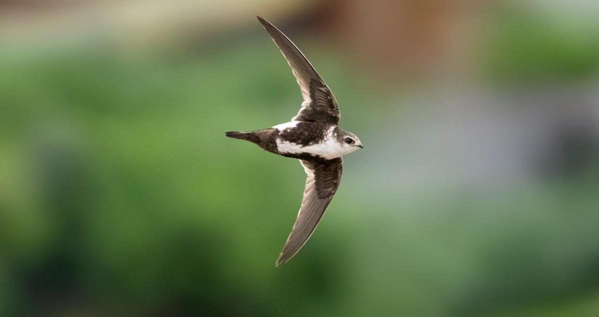 White-throated Swift Identification, All About Birds, Cornell Lab of ...