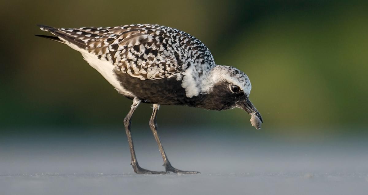 Black-bellied Plover Identification, All About Birds, Cornell Lab of ...