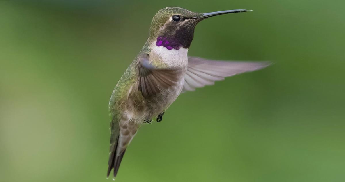 Black-chinned Hummingbird Identification, All About Birds, Cornell Lab ...