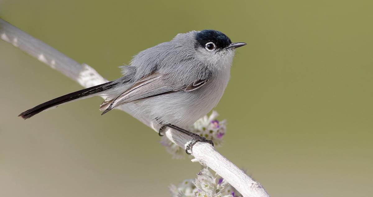 Black-tailed Gnatcatcher Overview, All About Birds, Cornell Lab of ...