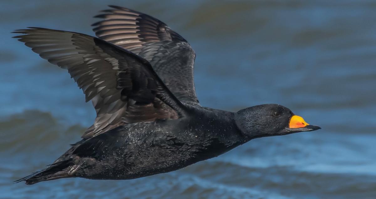 Black Scoter Range Map, All About Birds, Cornell Lab of Ornithology