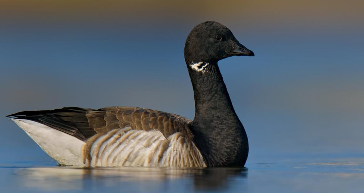 Brant Identification, All About Birds, Cornell Lab of Ornithology