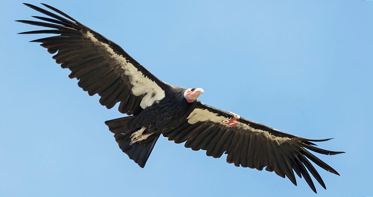 California Condor Identification, All About Birds, Cornell Lab of ...