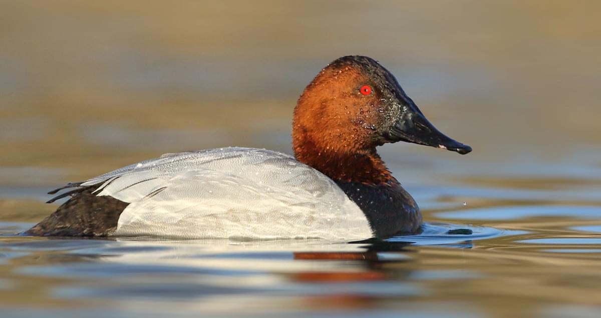 Canvasback Identification, All About Birds, Cornell Lab of Ornithology