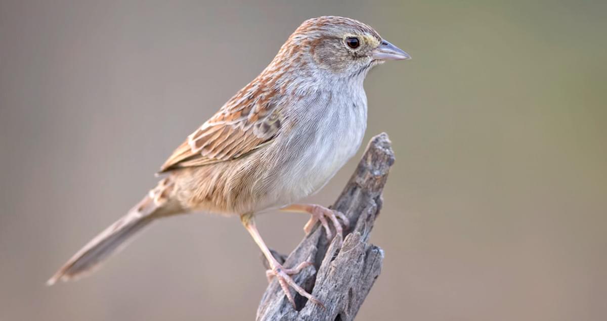 Cassin's Sparrow Identification, All About Birds, Cornell Lab of ...