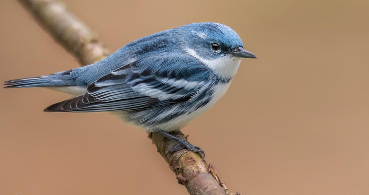 Cerulean Warbler Life History, All About Birds, Cornell Lab of Ornithology