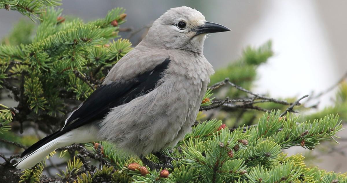 Clark's Nutcracker Life History, All About Birds, Cornell Lab of ...