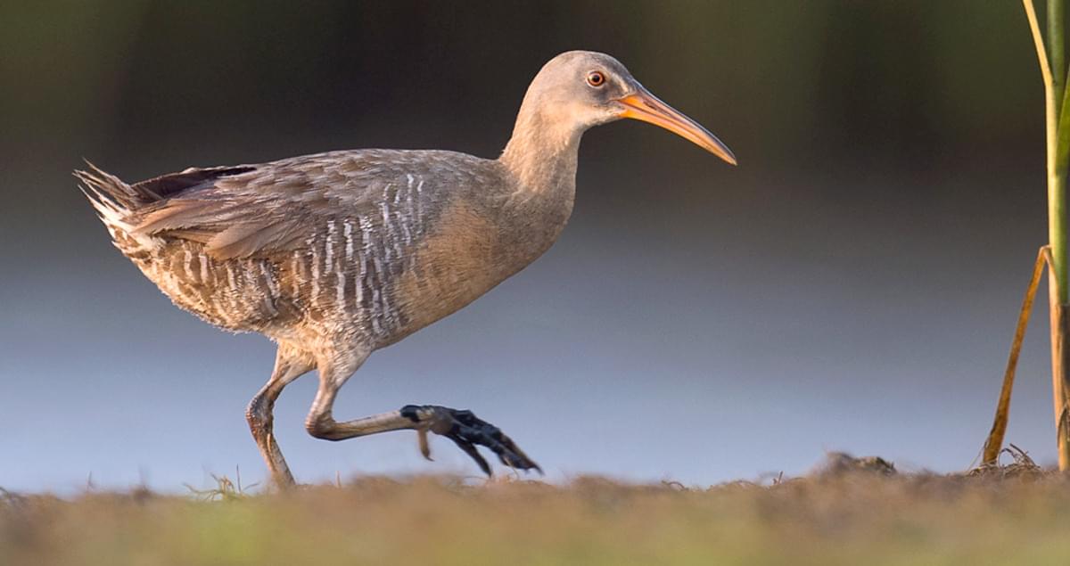 Clapper Rail Life History, All About Birds, Cornell Lab of Ornithology