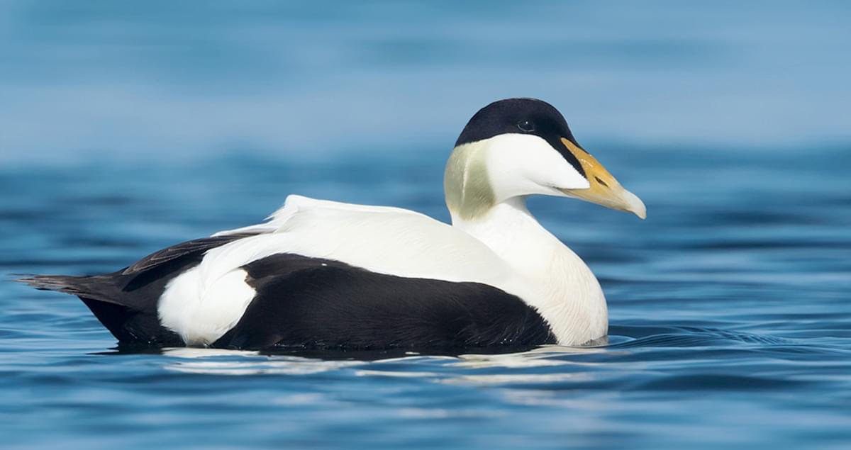 Common Eider Range Map, All About Birds, Cornell Lab of Ornithology